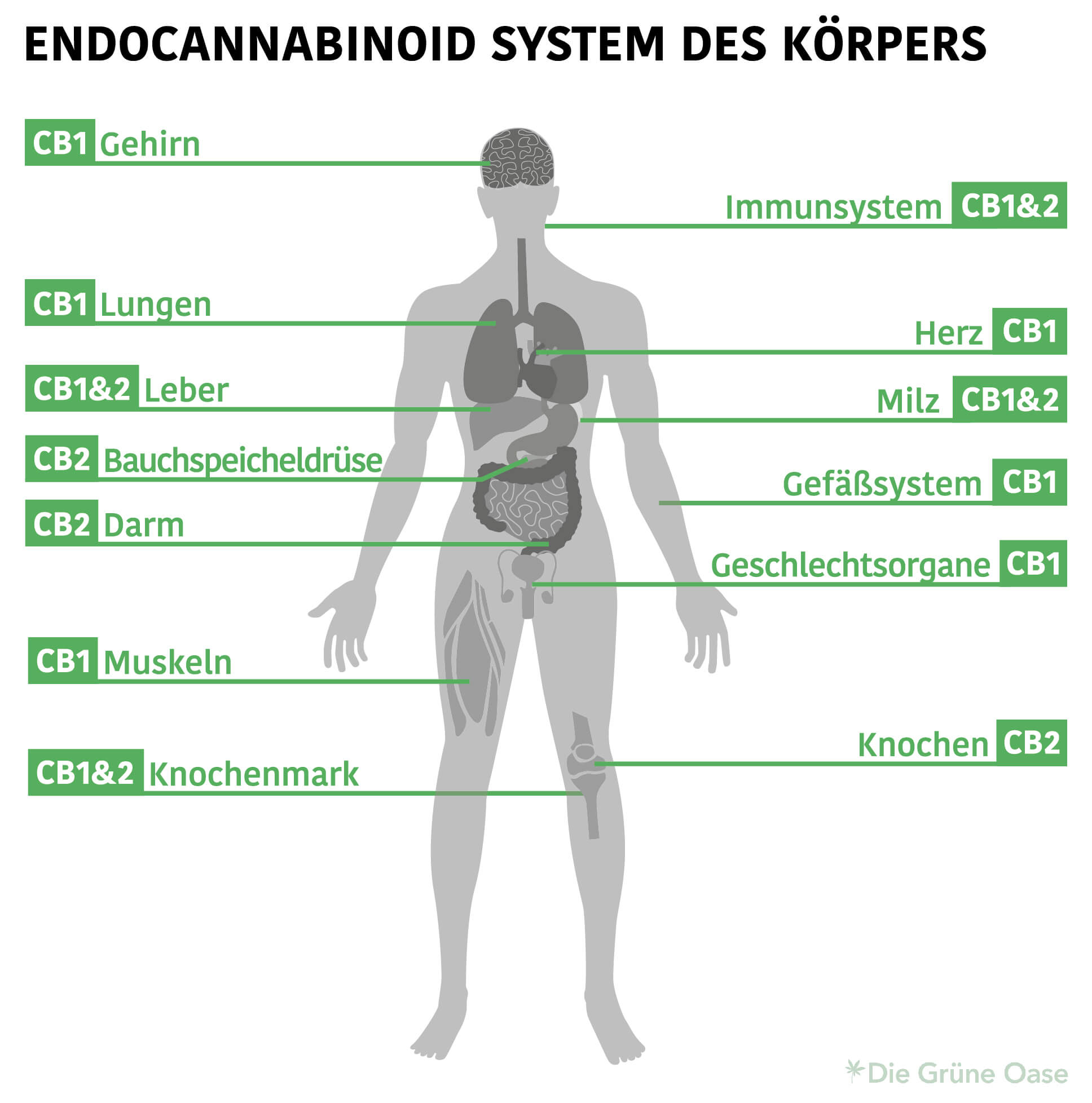 CBD und das Endocannabinoid System - Die Grüne Oase (2020)
